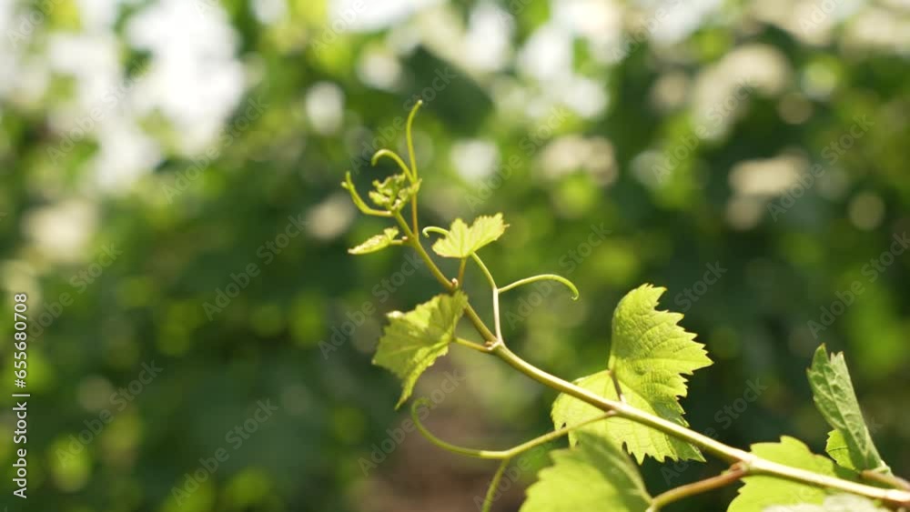 Slow pan between rows of vineyards in Italy. Macro close up shot ...
