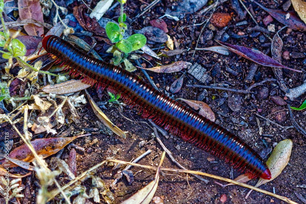 Long giant black millipede with red legs in veld near in Olifants ...