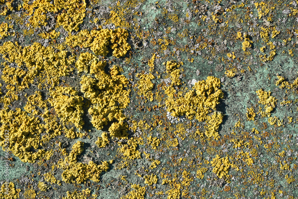 Yellow fungus background. Moss on rock. Moisture caused plant on stone ...
