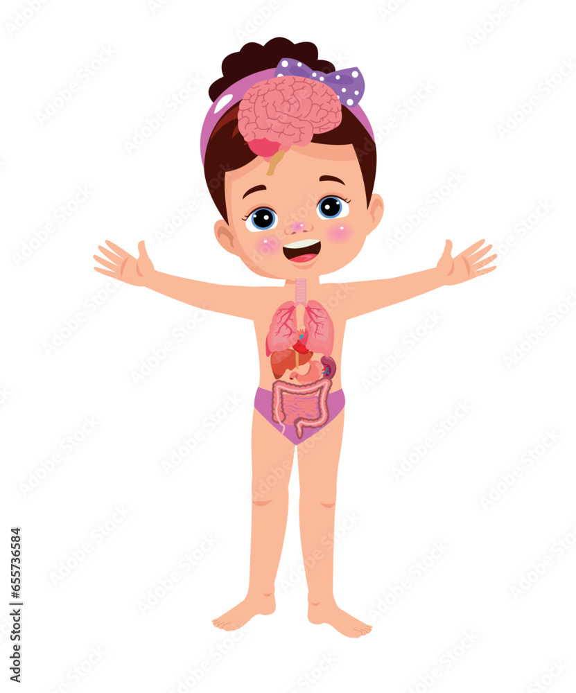 Human anatomy internal organ set with brain, lungs, intestine, heart ...