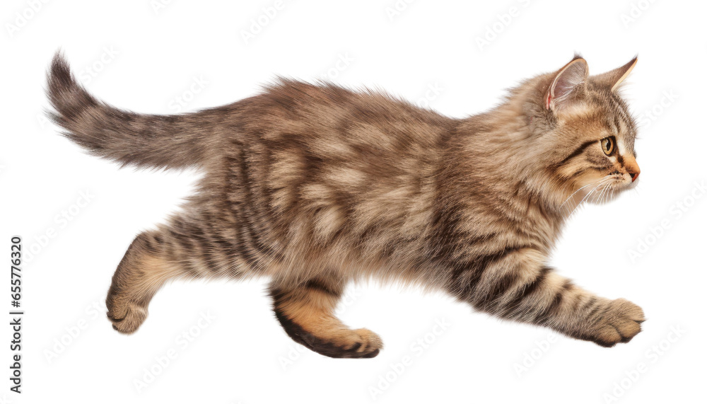 cat walk isolated on transparent background cutout Stock Illustration ...