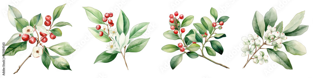 Wintergreen Botanical View On A Clean White Background Soft Watercolour ...