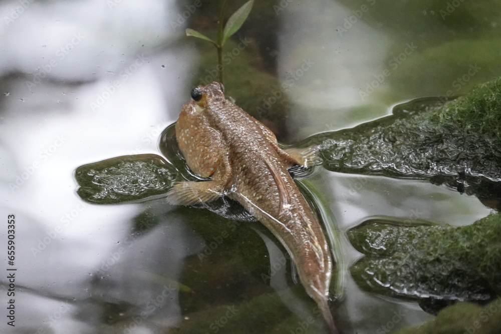 The giant mudskipper refers to several species of large, air-breathing ...