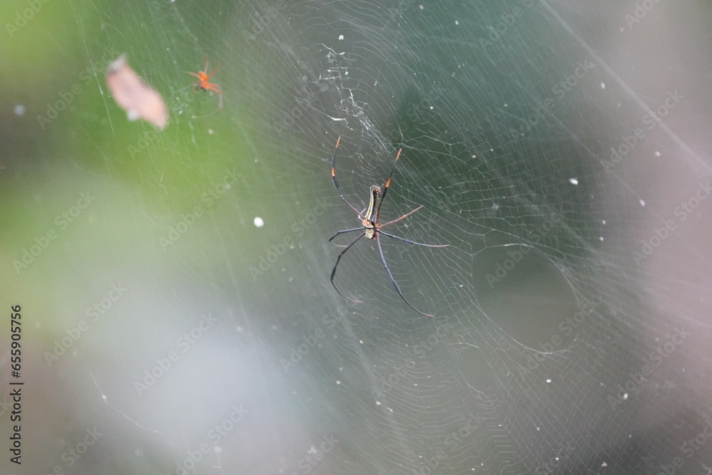 Nephila pilipes, commonly known as the Giant Golden Orb-Weaver Spider ...