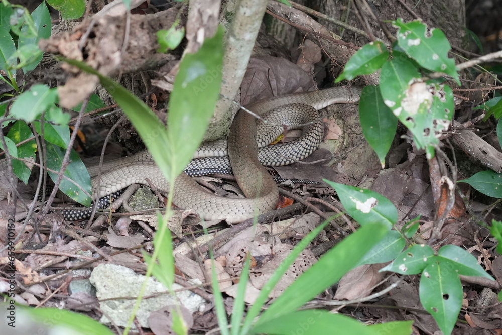 The king cobra (Ophiophagus hannah) is one of the world's most iconic ...