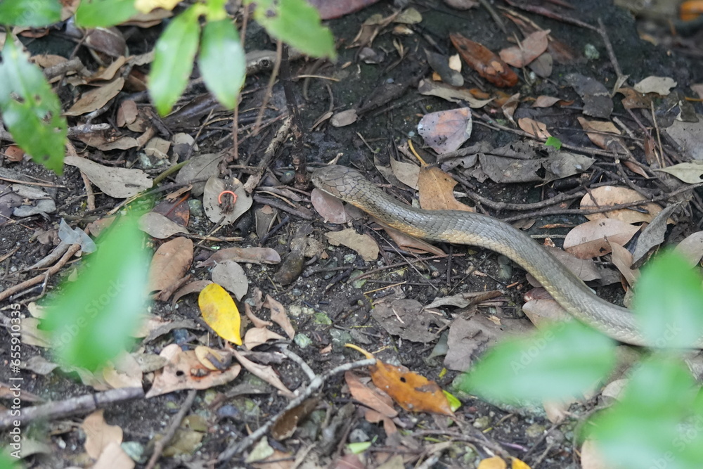 The king cobra (Ophiophagus hannah) is one of the world's most iconic ...