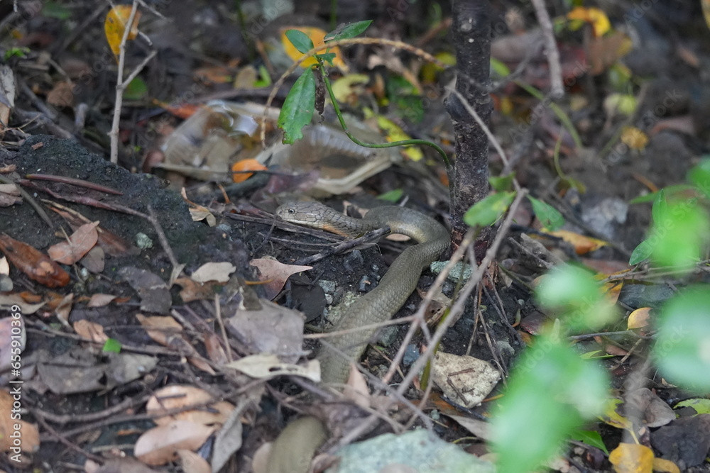 The king cobra (Ophiophagus hannah) is one of the world's most iconic ...