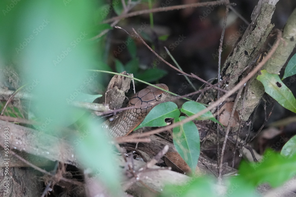 The king cobra (Ophiophagus hannah) is one of the world's most iconic ...
