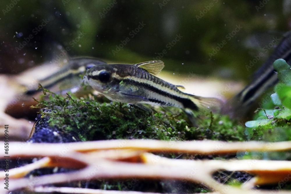 Corydoras pygmaeus or the pygmy corydoras or pygmy catfish is laying ...