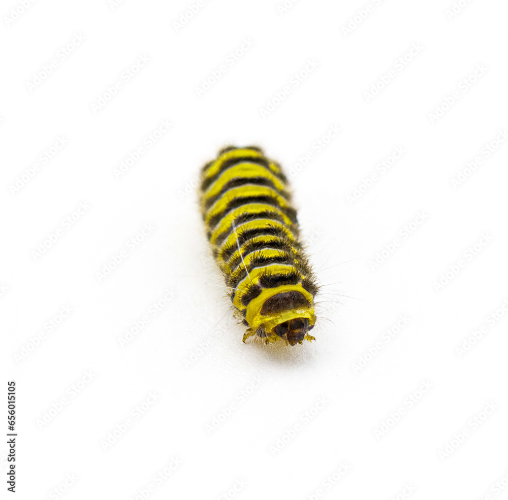 grapeleaf skeletonizer moth caterpillar - Harrisina americana - common ...