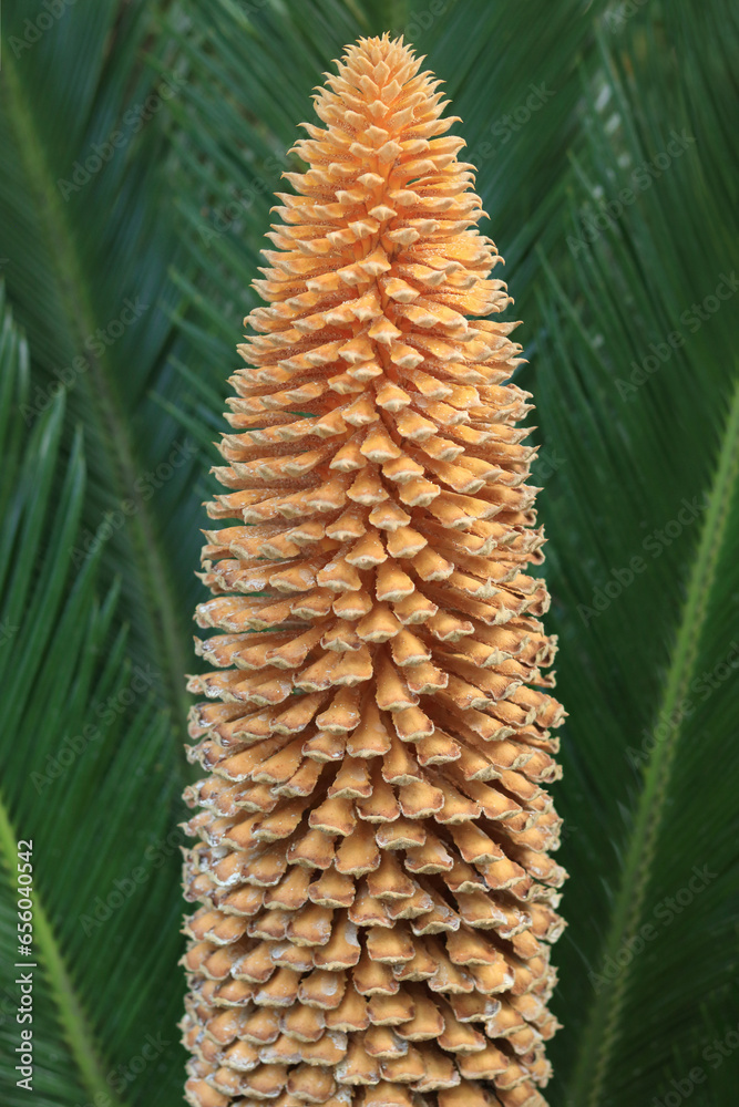 Closeup of a Cycad fruit. Flower of cycad large pollen above an cycad ...