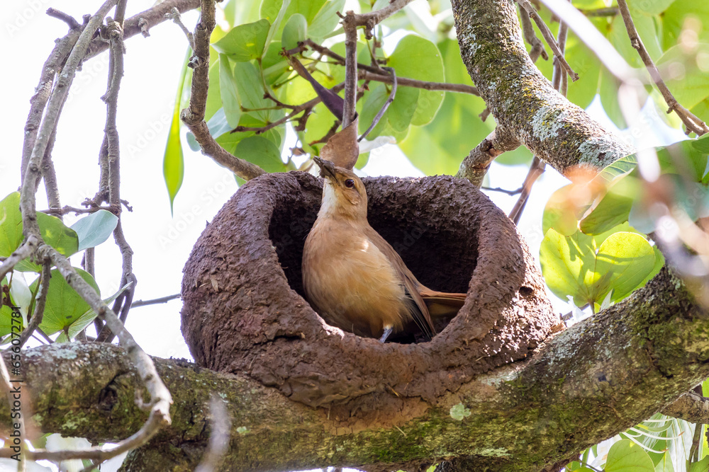 Nest of Rufous Hornero as know as joao-de-barro. The bird that builds ...