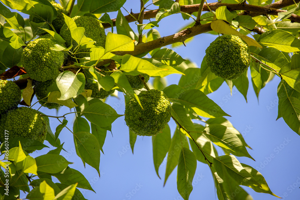 The fruit of the False Orange Tree, Maclura pomifera, is a large ...