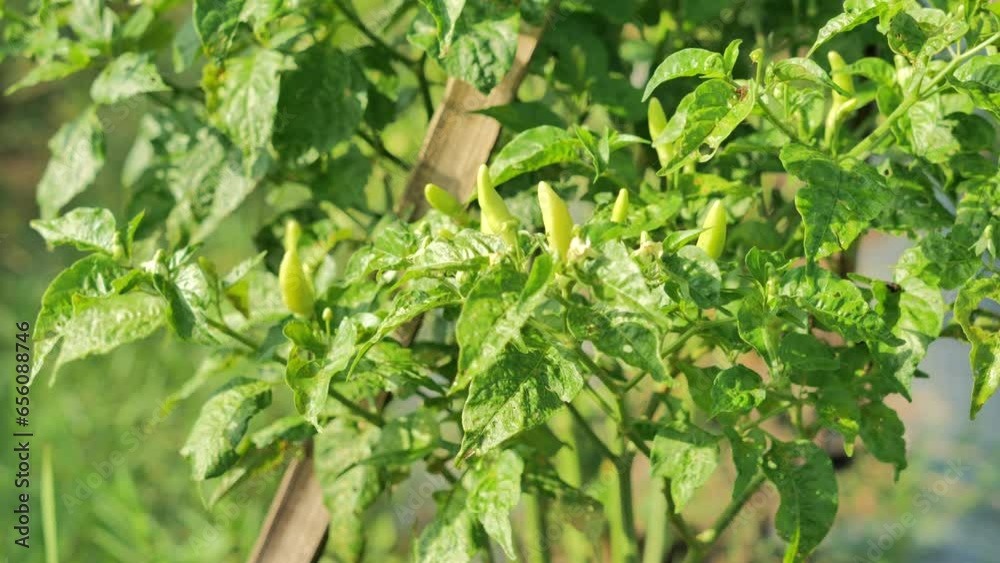 Close up of yellowing chili peppers in a rural Indonesian chili farm ...