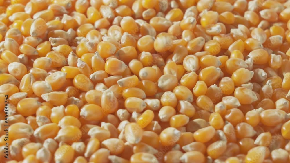 Rotating dried corn kernels. Close-up. Dried corn kernels across the ...