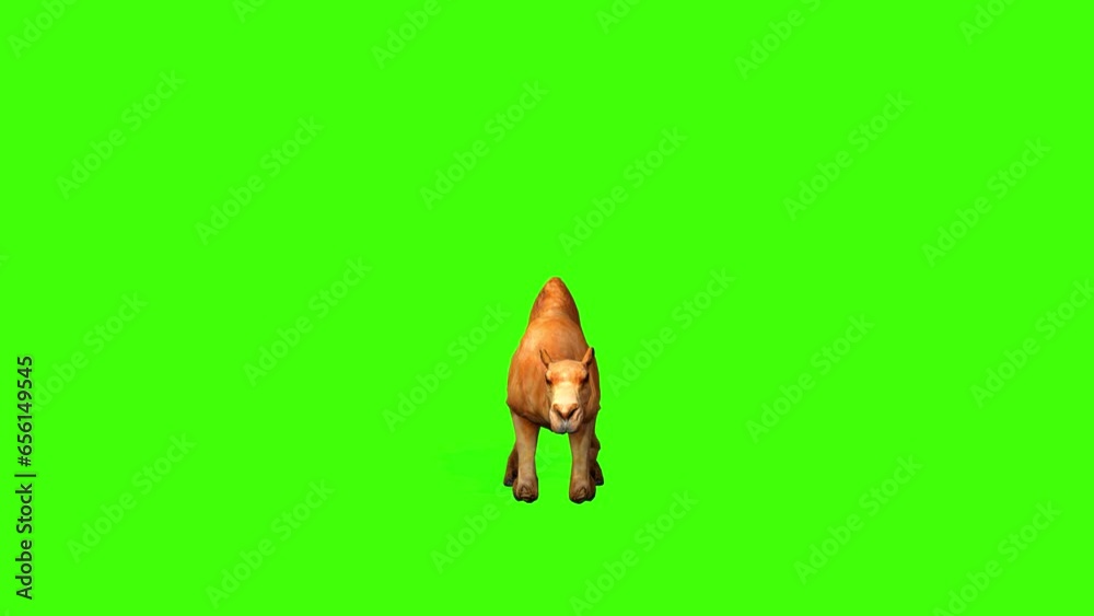 Vídeo do Stock: 3D long-necked ungulate mammal of arid country Camel ...