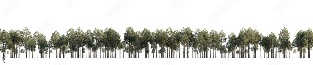 isolated conifer trees pinus ponderosa, best use for image background ...