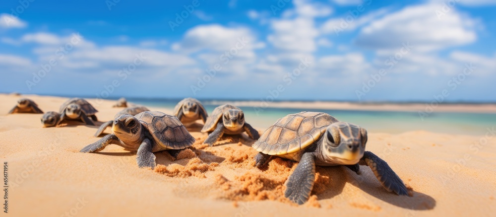 Large number of baby turtles emerge from nest making their way to the ...