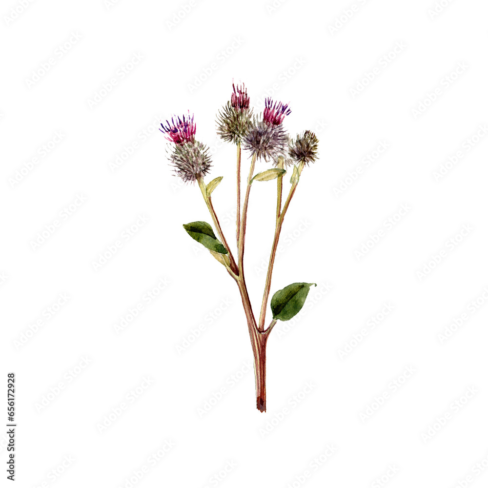 watercolor drawing plant of greater burdock with leaves and flowers ...