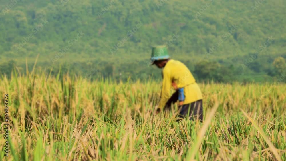 A blurred farmer cutting rice using a sickle during harvest in a rural ...