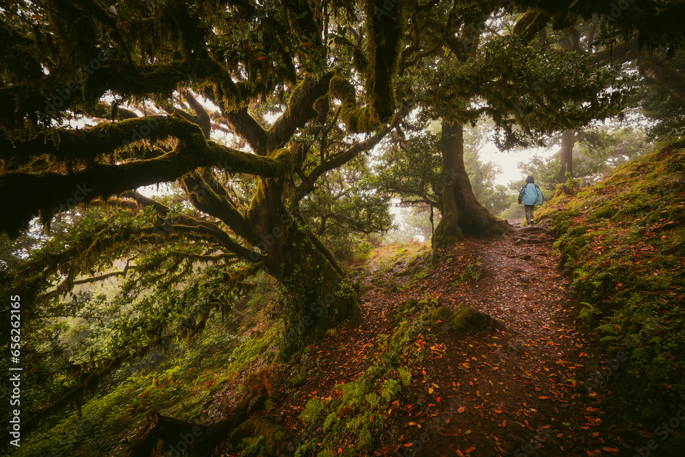 Scenic view of a boy walking along a trail through the Fanal forest on ...