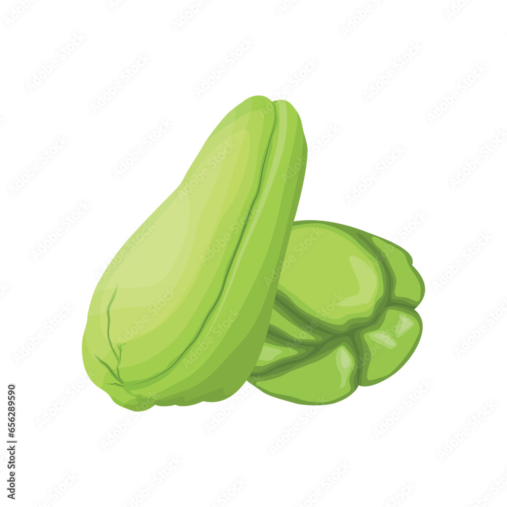 Vector illustration of close-up of whole green chayote on a white ...