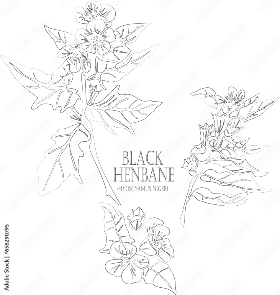 Black henbane flower vector contour. Hyoscyamus niger plant outline ...
