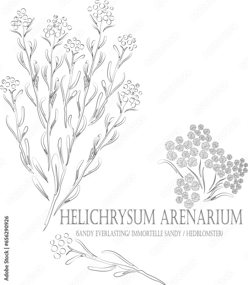 Sandy Everlasting, immortelle sandy, hedblomster vector contour ...
