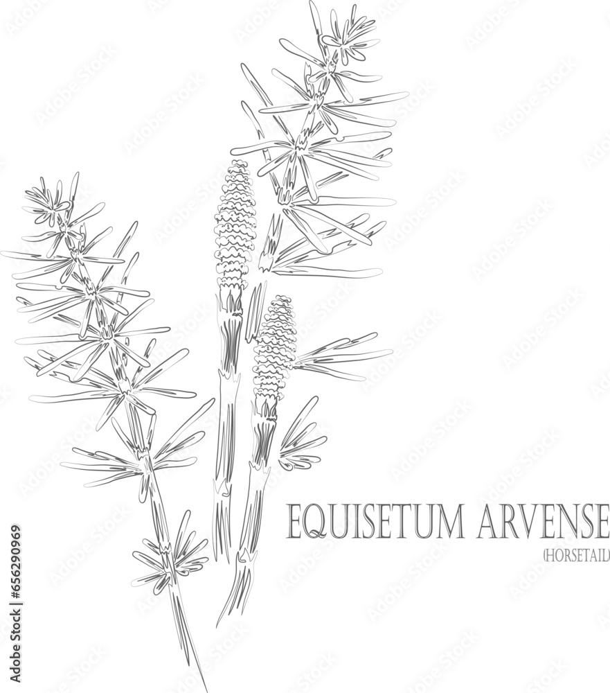 Horsetail herb vector contour. Equisetum arvense plant outline. Set of ...