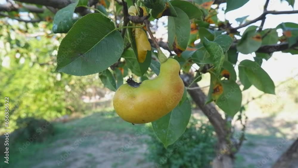 Disease of pear trees, rust spots on the leaves. The fruit tree is ...