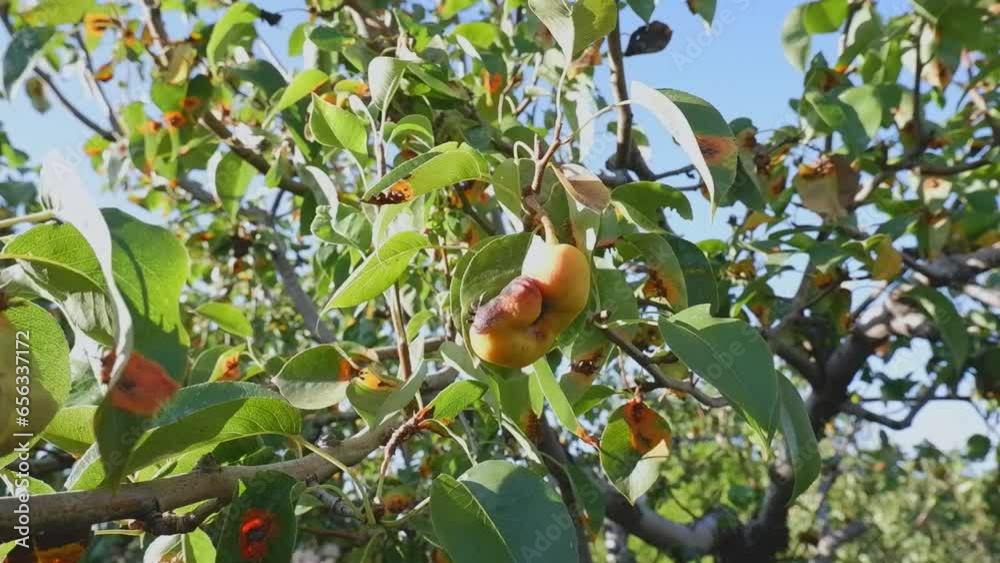 Disease of pear trees, rust spots on the leaves. The fruit tree is ...