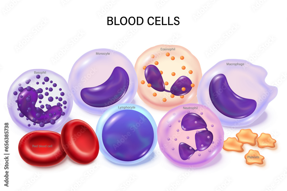 Set of blood cells vector. Red blood cells, white blood cells, and platelets. Erythrocyte ...