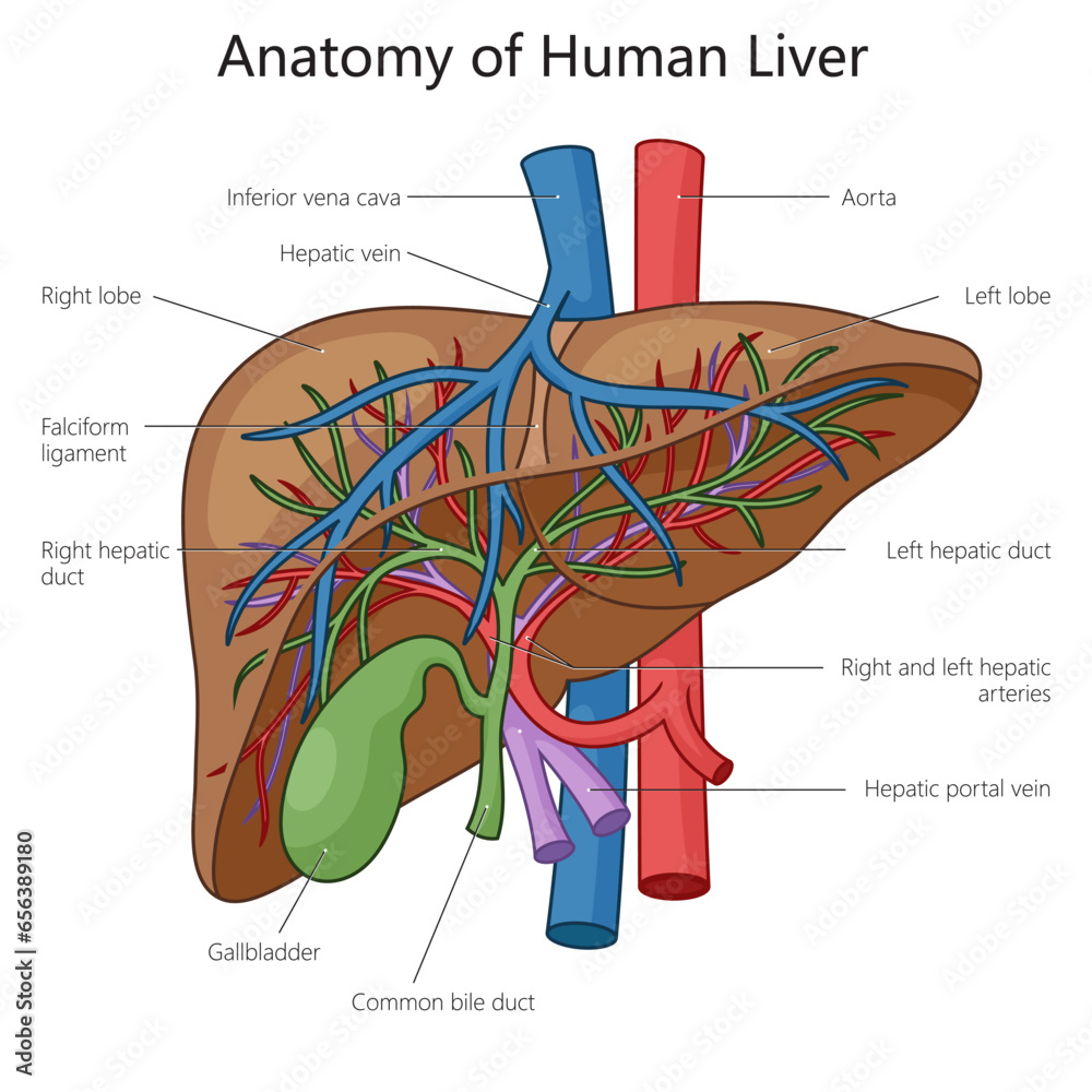 Human liver anatomy structure diagram schematic vector illustration ...