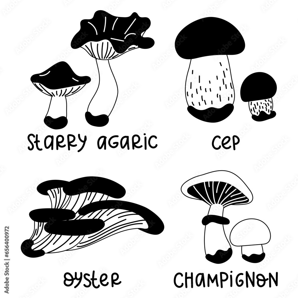 Fototapeta Set of contoured edible mushrooms with names. Vector ...