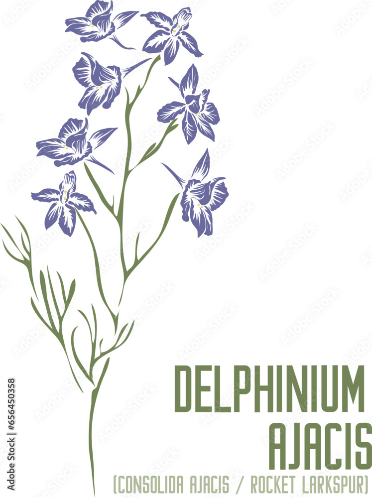Rocket Larkspur or Consolida ajacis flowers in color vector silhouette ...