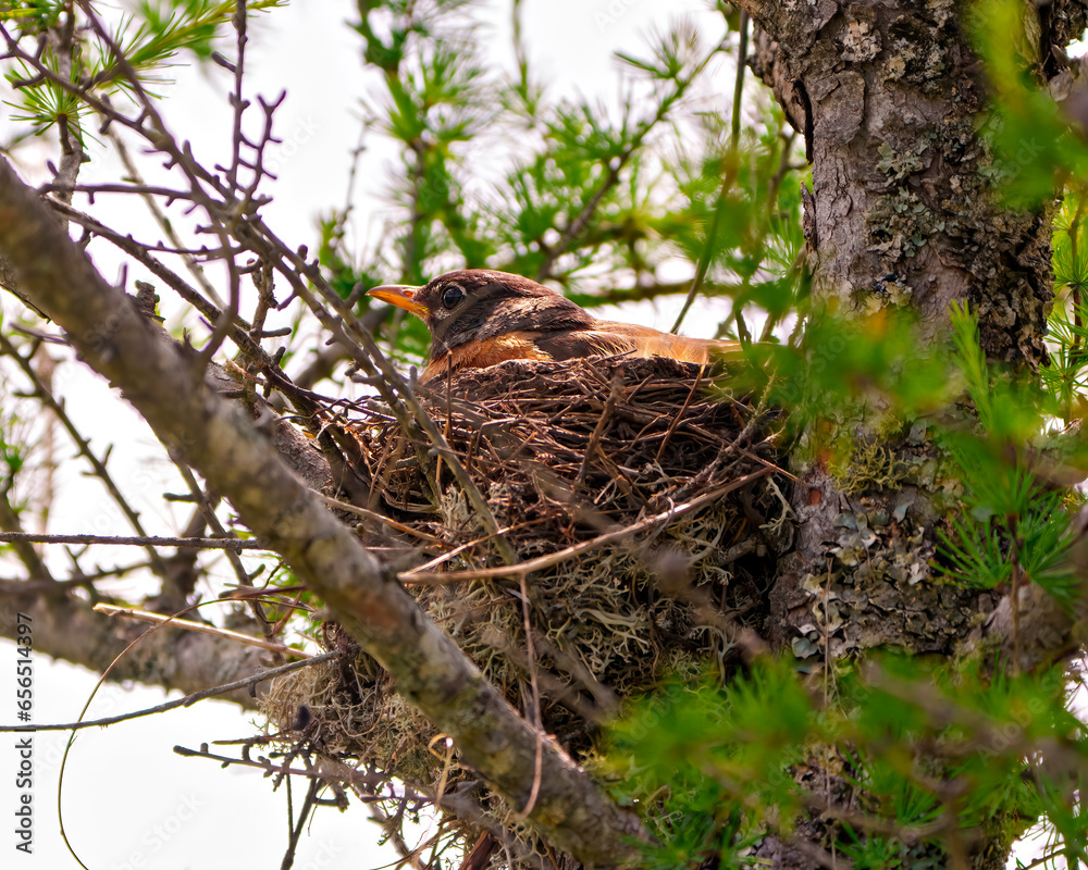 American Robin Photo and Image. Robin bird nesting on a tamarack tree ...