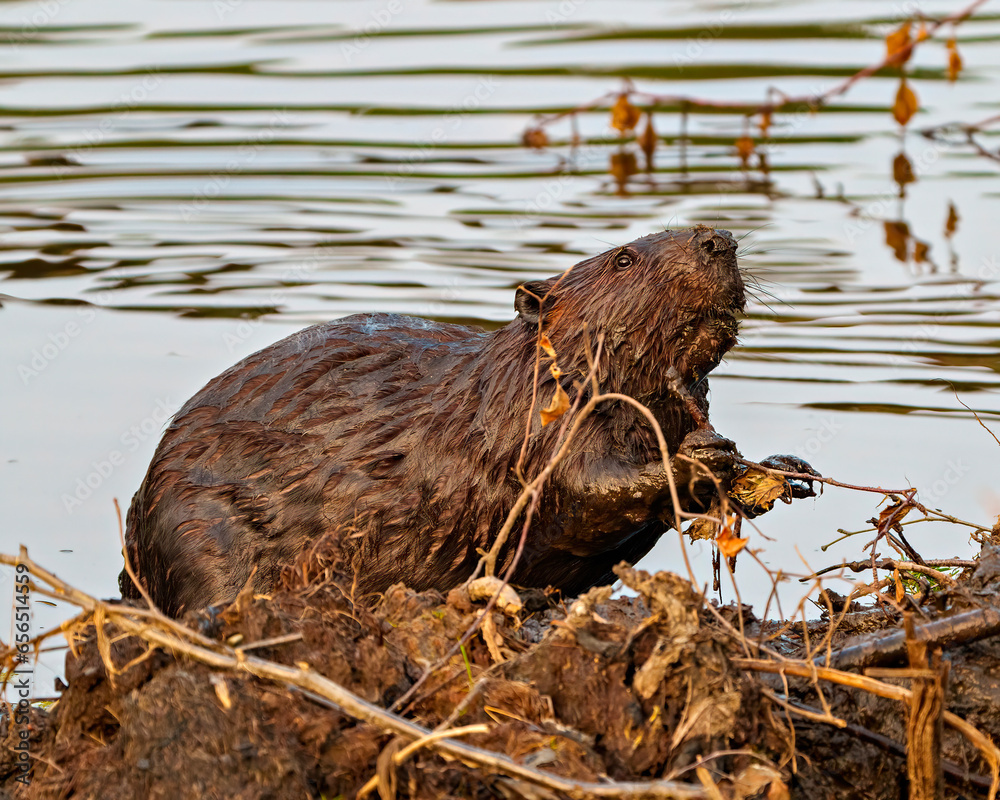 Beaver Photo and Image. Close-up side view, building a beaver dam and ...