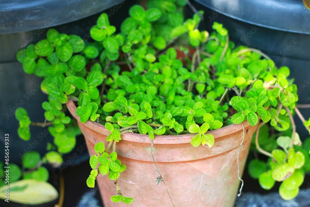 Creeping Charlie (Pilea nummulariifolia) or Creeping Pilea, Swedish Ivy ...