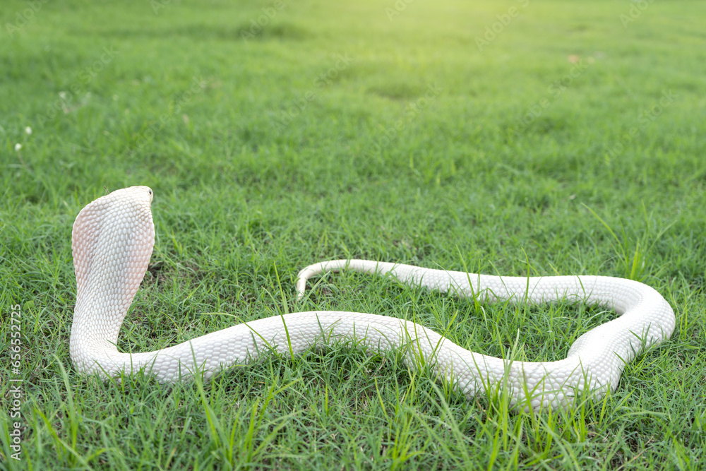 Back of White body snake that is spreading the hood. Lucy leucistic ...
