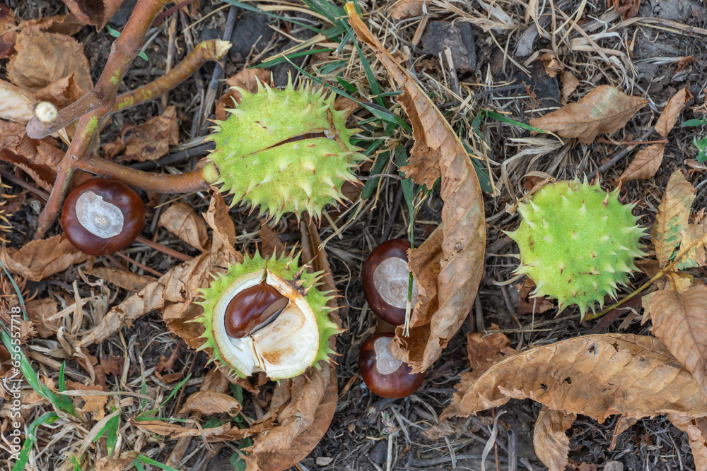 Spiky chestnut in green skin close up. Fruit tricuspid spiny capsule ...
