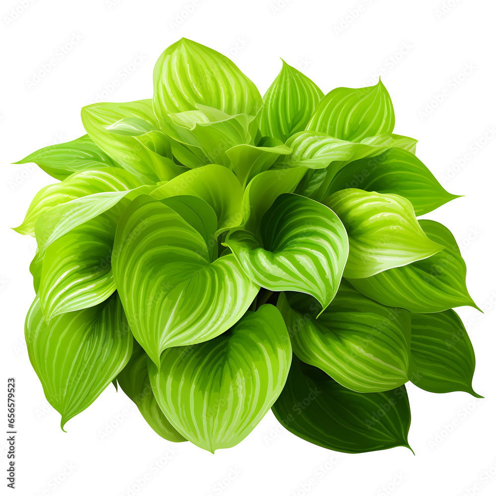 clipart of a Hosta plant with lush leaves, plant clipart, nature ...