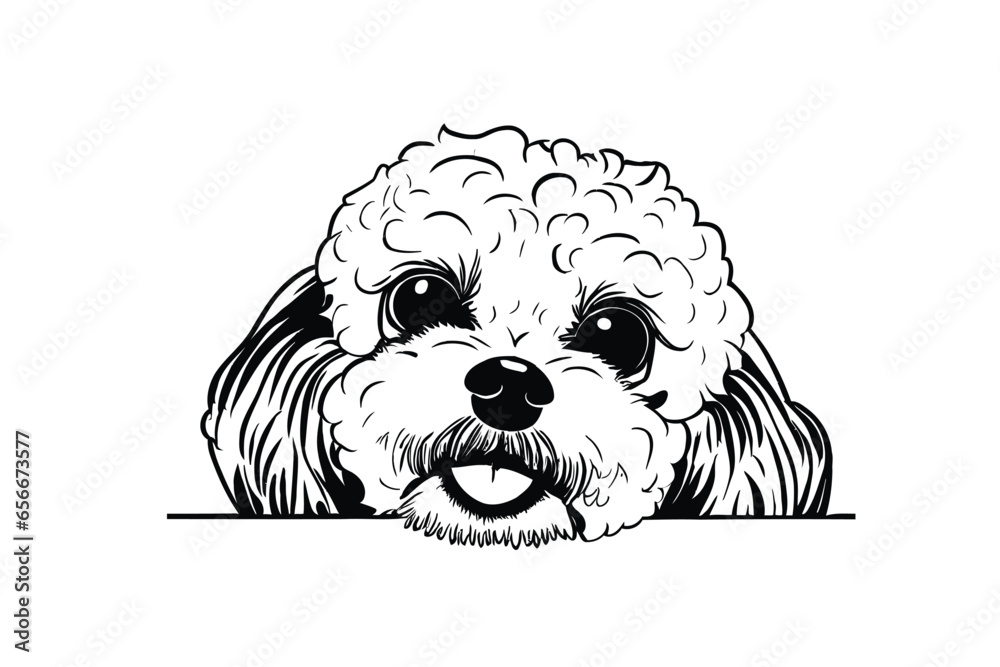 Peeking Cavapoo Portrait: A Vector Portrait of an Elegant Cavapoo Stock ...