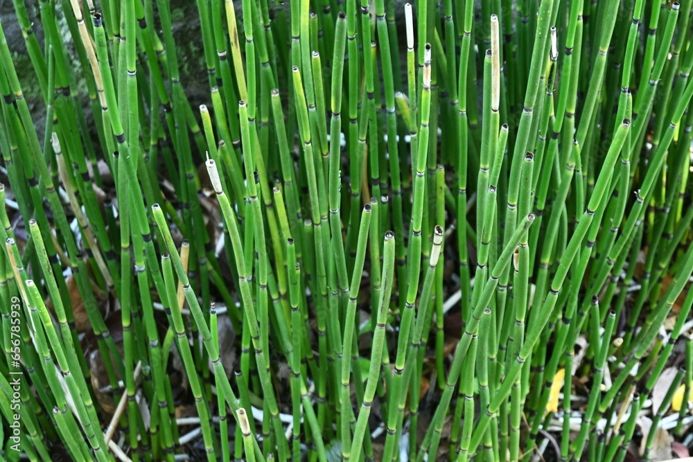 Equisetum hyemale in Japanese style garden. Equisetaceae evergreen ...