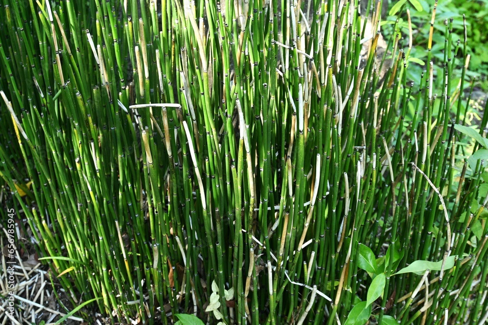 Equisetum hyemale in Japanese style garden. Equisetaceae evergreen ...