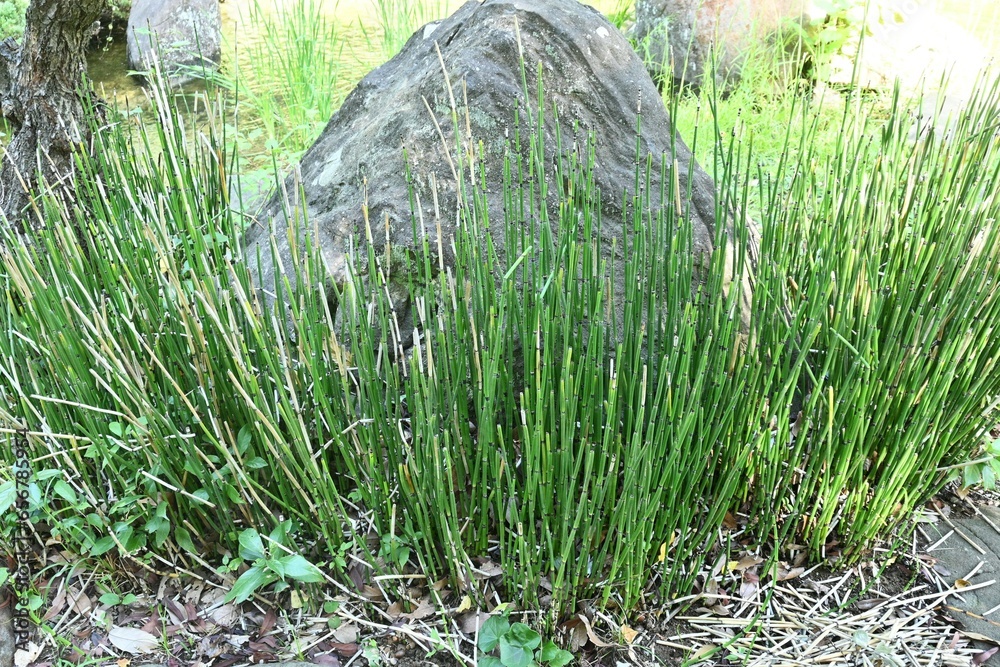 Equisetum hyemale in Japanese style garden. Equisetaceae evergreen ...
