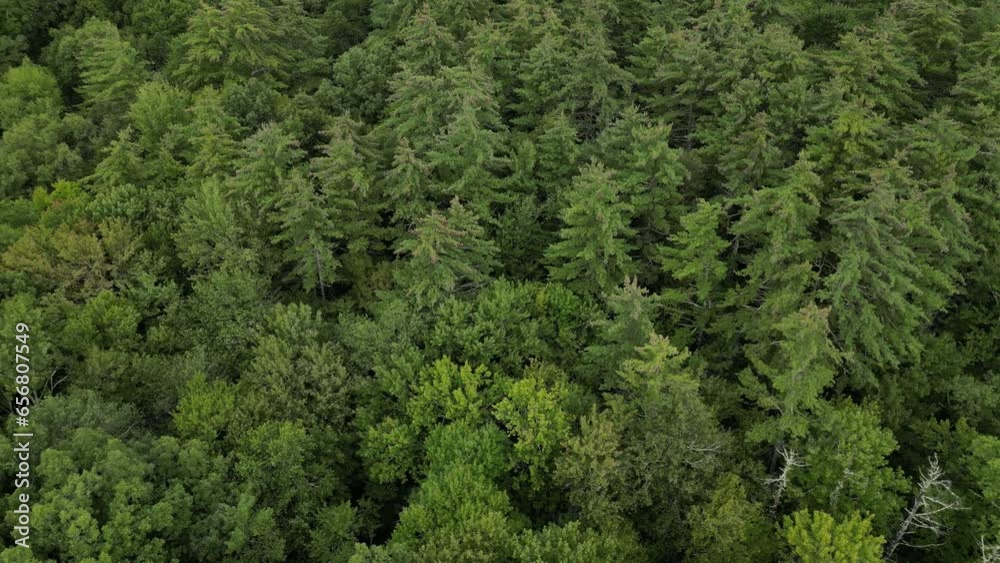 flying over treetops in dense forest (looking down at conifer and ...
