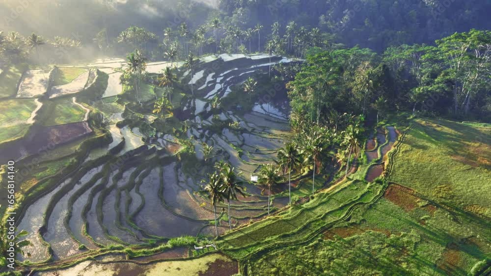 scenic terraced rice fields in the morning in Bali, aerial view of ...