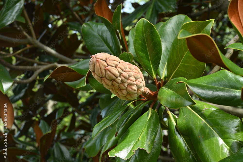 Southern magnolia ( Magnolia grandiflora ) fruits. Magnoliaceae ...