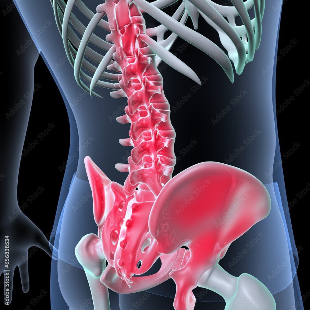 Human skeleton anatomy with highlighted rib cage. 3D medical ...