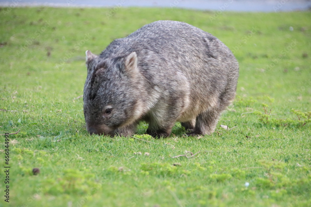 Bare-nosed Wombat (Vombatus ursinus), aka Common Wombat, Wilsons ...